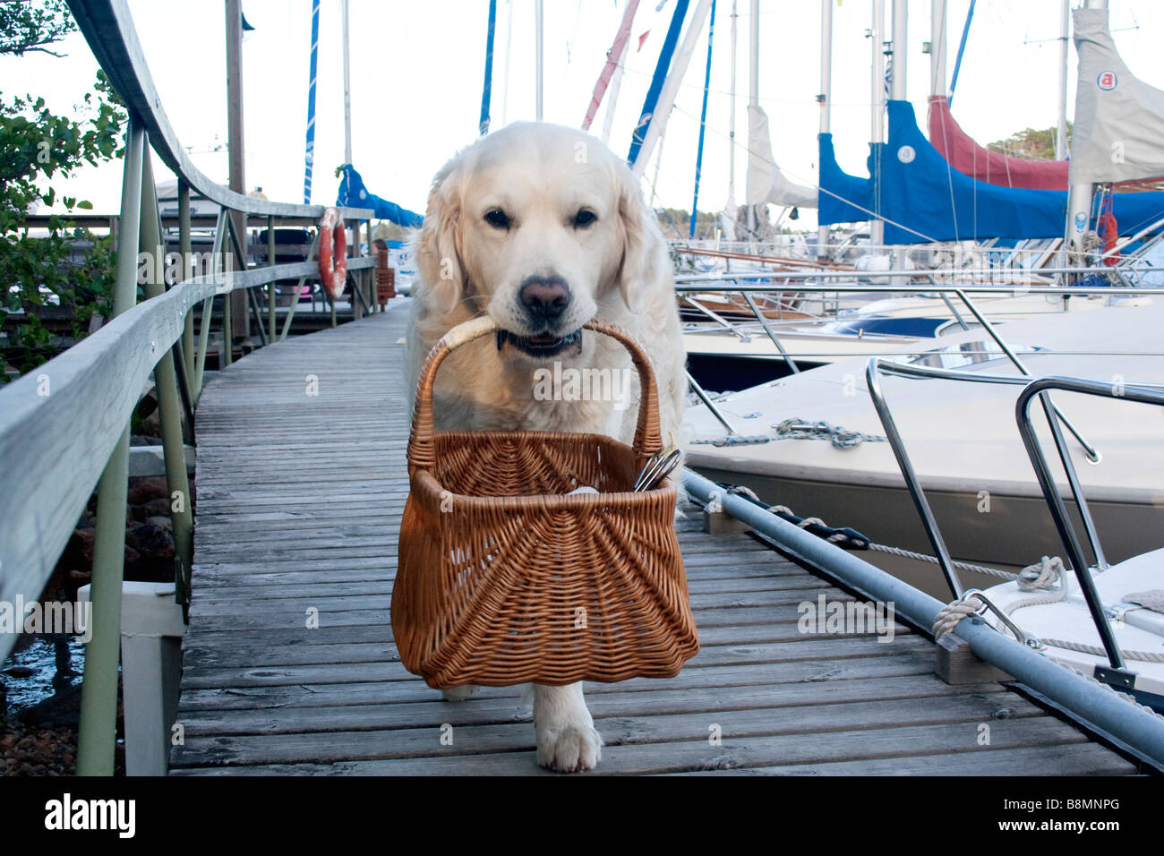 Dog carrying a basket Stock Photo - Alamy
