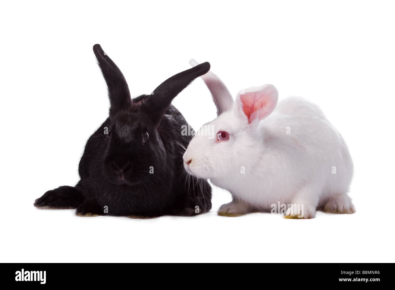 Black rabbit and white rabbits hi-res stock photography and images - Alamy