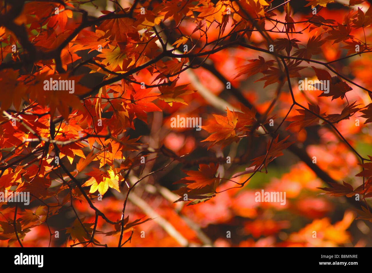 Maple leaves, japan hi-res stock photography and images - Alamy