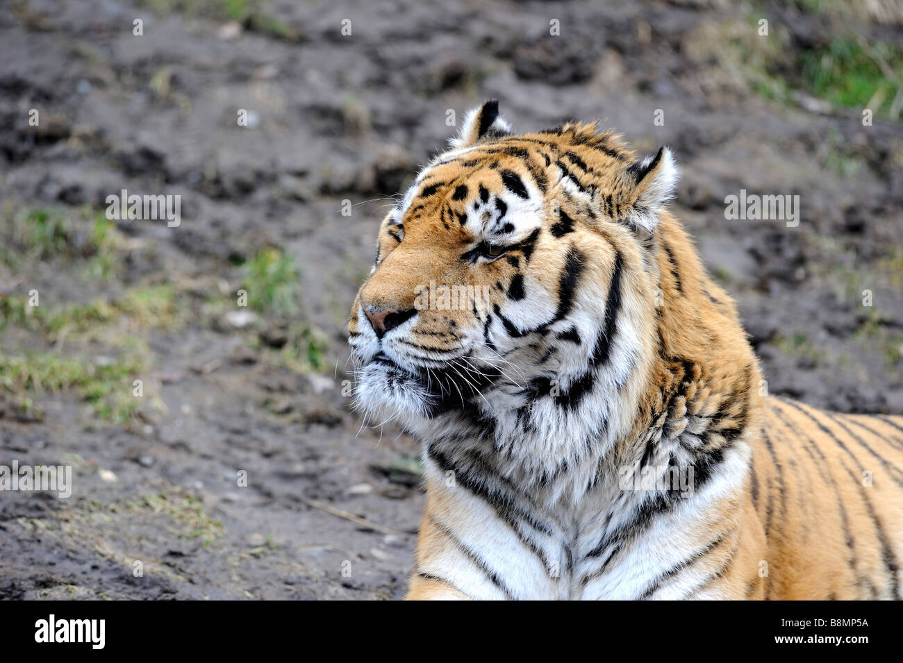 The Siberian tiger Panthera tigris altaica Amur tiger Manchurian tiger ...