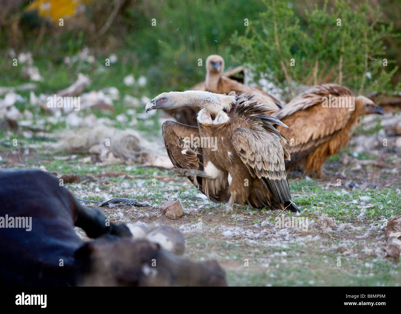 Griffon Vultures in threat display whilst feeding on carcass Stock ...