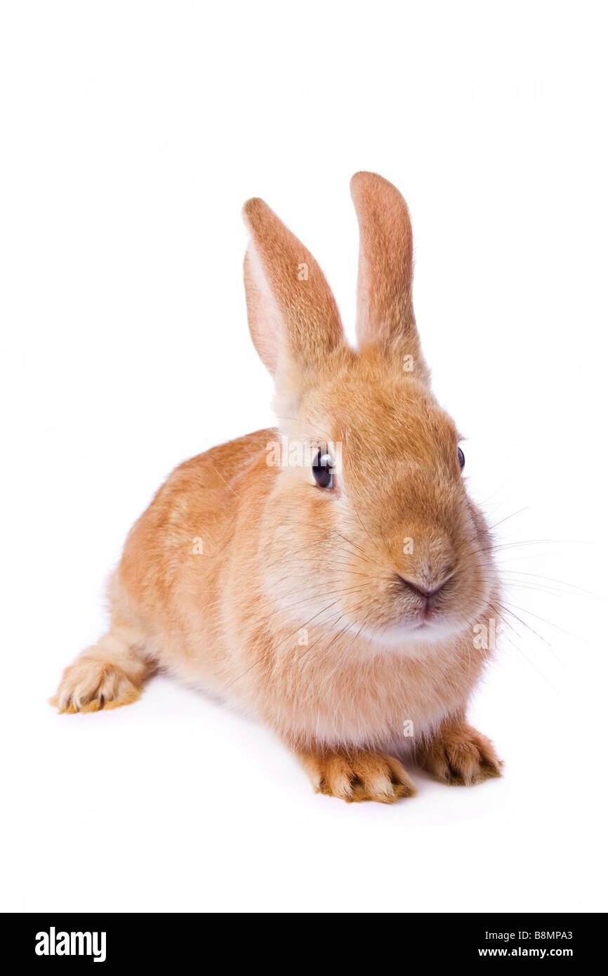 Timid young red rabbit isolated on white background Stock Photo - Alamy