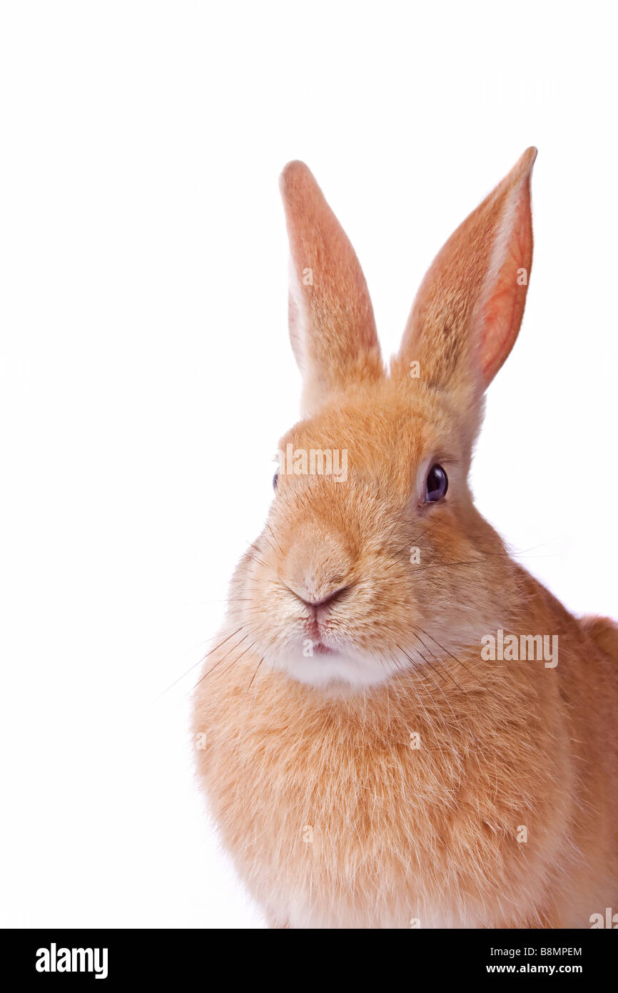Portrait of young red rabbit isolated on white background Stock Photo ...