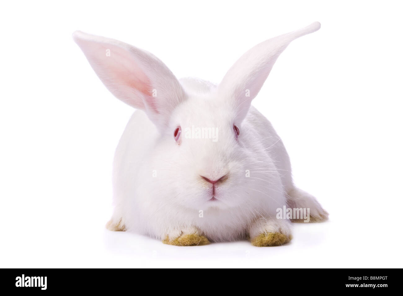 Timid young white rabbit isolated on white background Stock Photo - Alamy