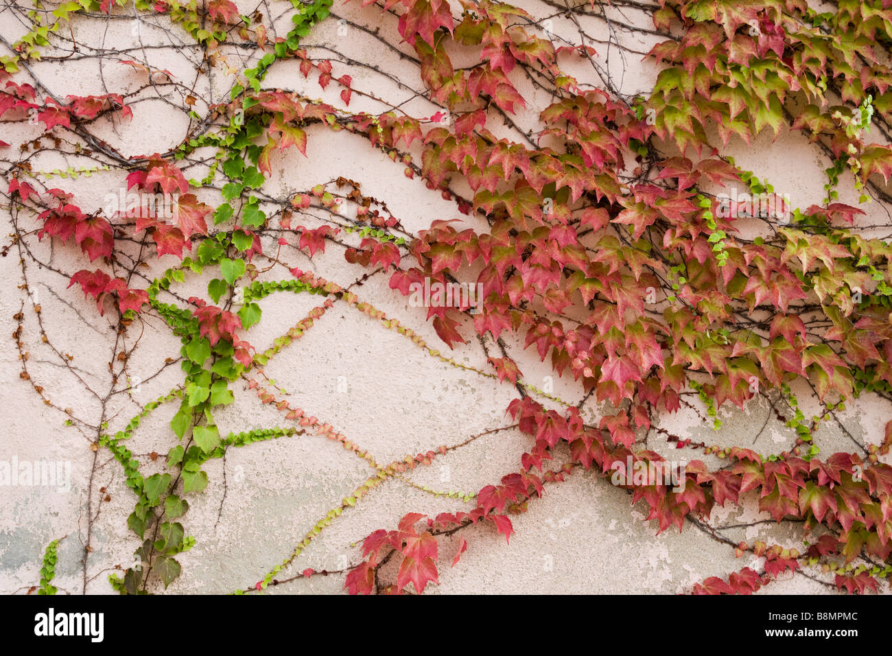 RED ivy on provencal house pink wall Stock Photo - Alamy