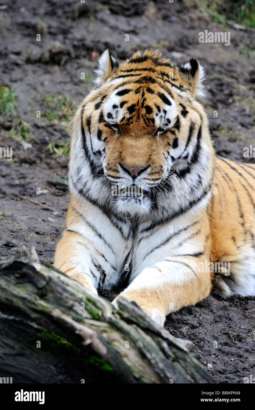 The Siberian tiger Panthera tigris altaica Amur tiger Manchurian tiger ...