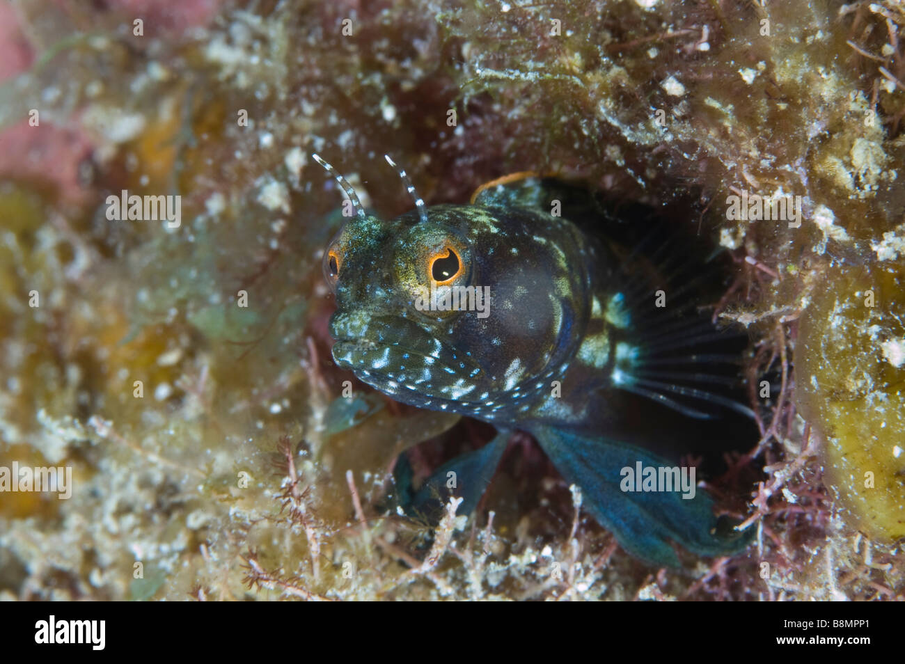 Fish sailfin blenny hi-res stock photography and images - Alamy