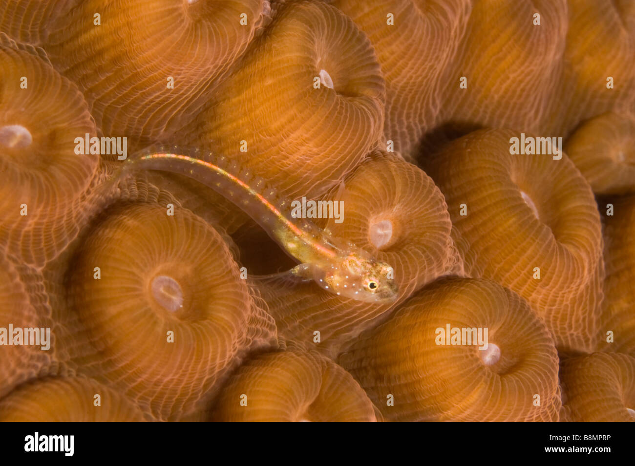 Small reef fish hiding in the coral Stock Photo - Alamy