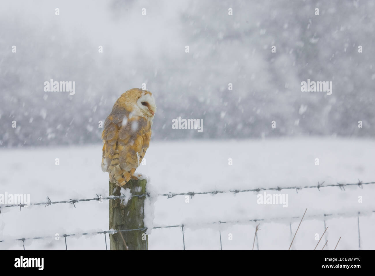 Barn Owl on a fence post in the snow Stock Photo - Alamy