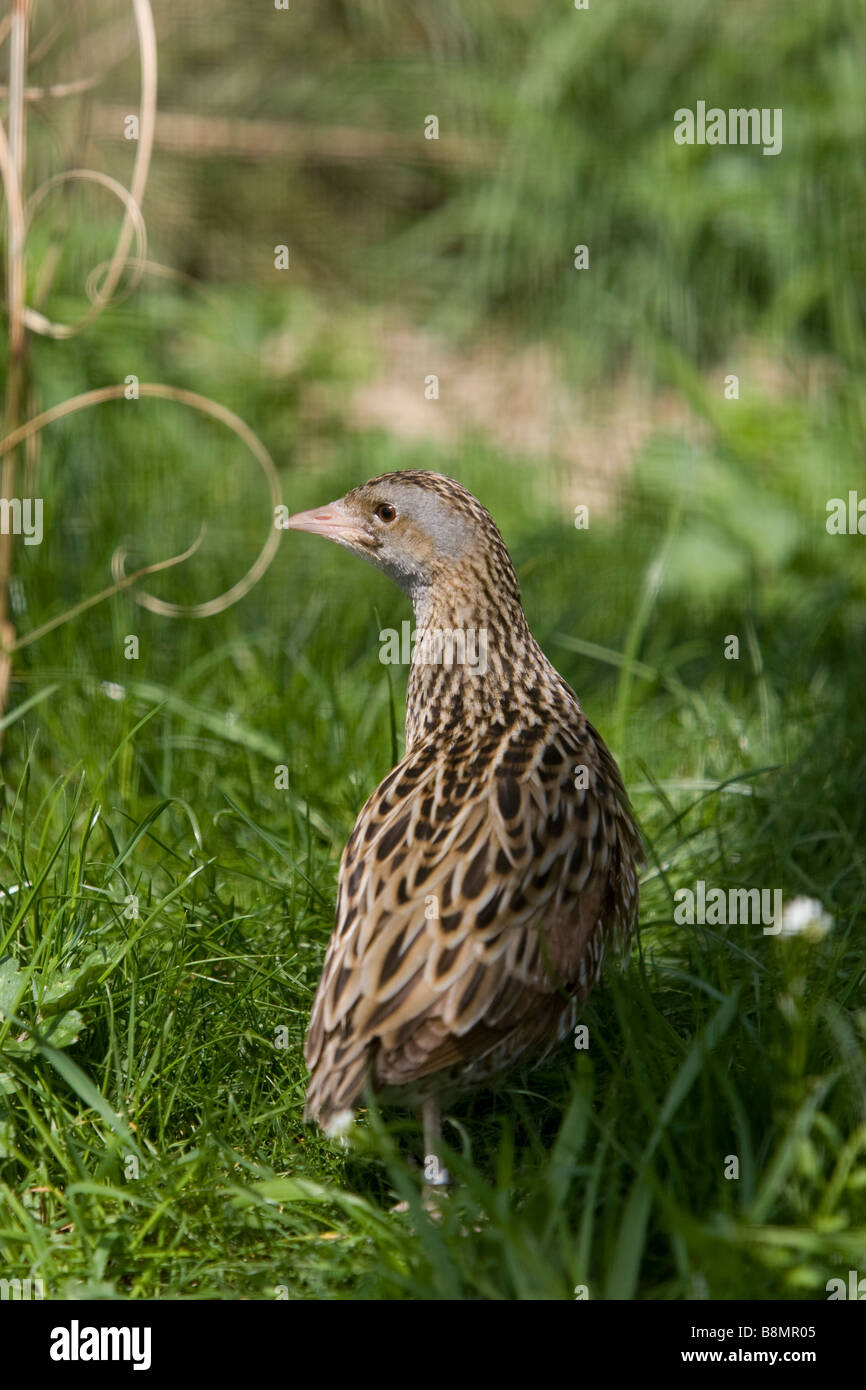 Corncrake hi-res stock photography and images - Alamy