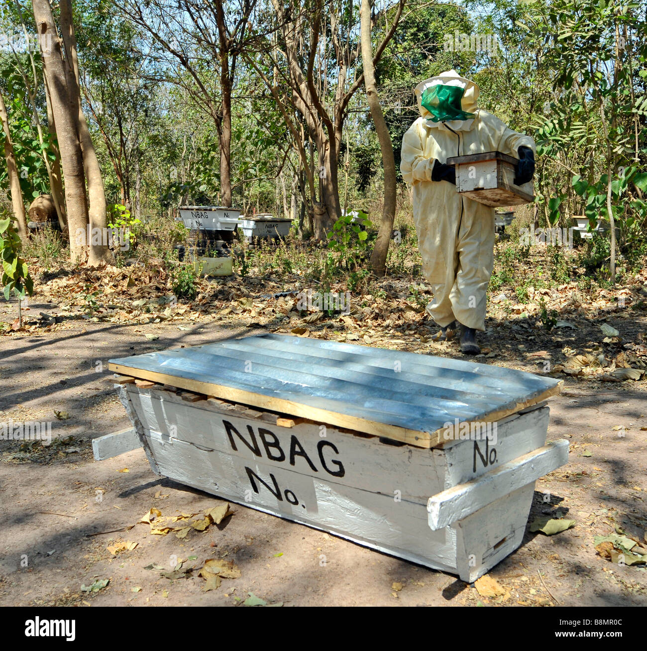 Beekeeper, beekeeping, The Gambia, West Africa Stock Photo - Alamy