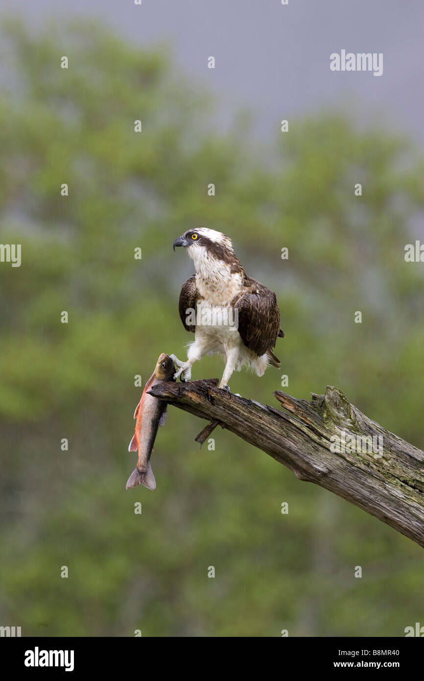 An Osprey with a trout on a perch Stock Photo - Alamy