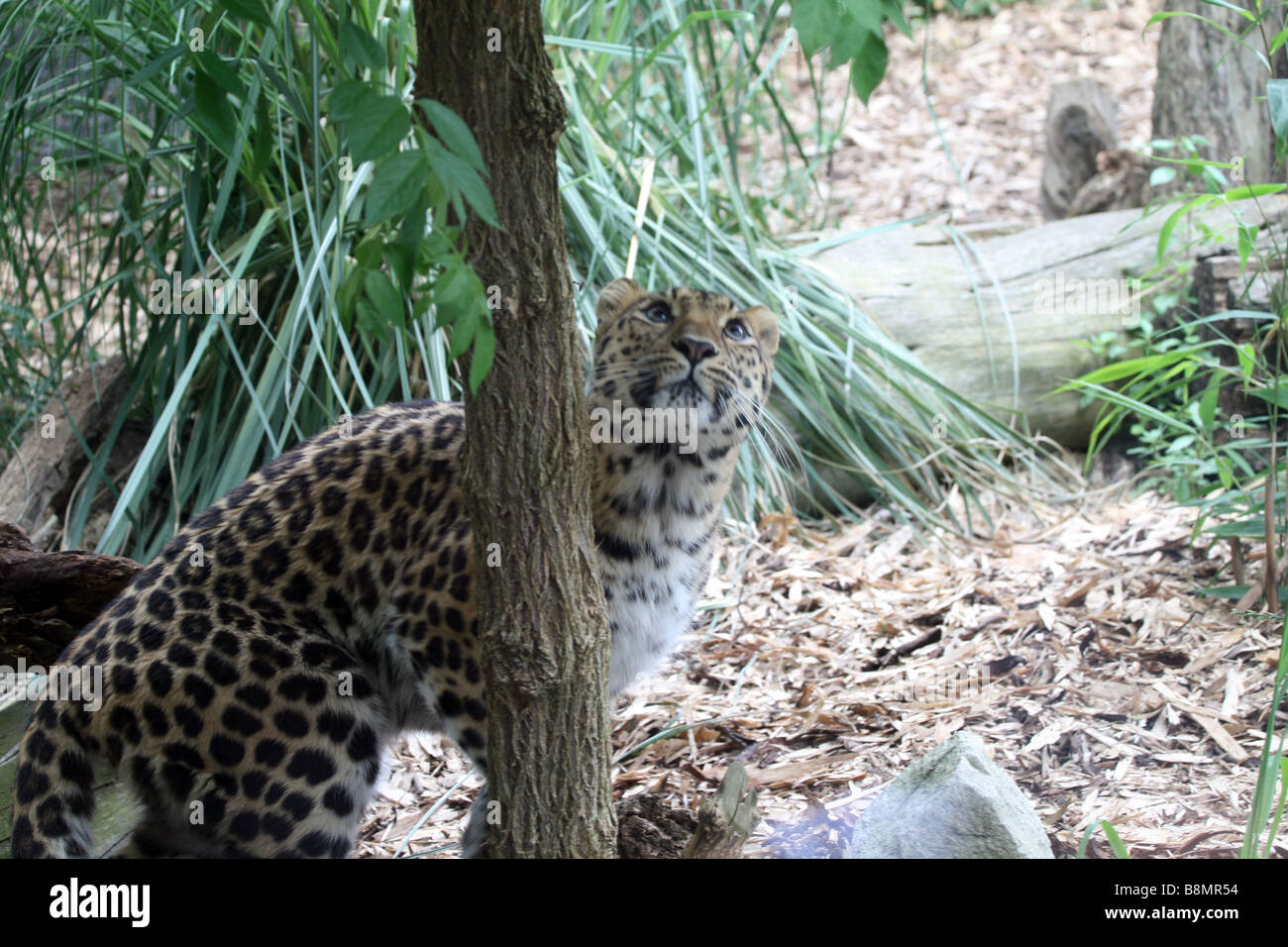 Photograph of leopard hi-res stock photography and images - Alamy