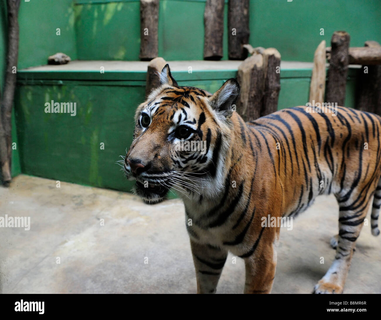 Tiger in Zoo Stock Photo - Alamy