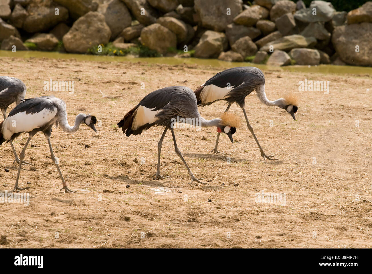 East African Crowned Cranes Stock Photo - Alamy