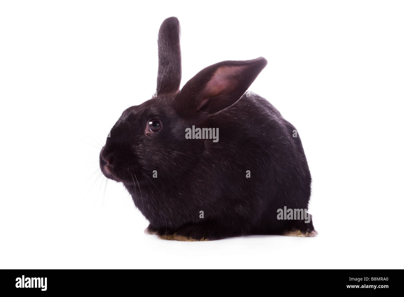 Black rabbit black background hi-res stock photography and images - Alamy