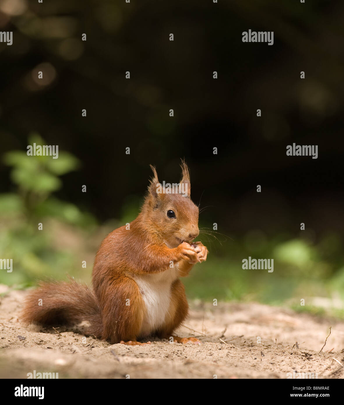 Red Squirrel at Formby Point Nature Reserve, Formby, Merseyside Stock ...