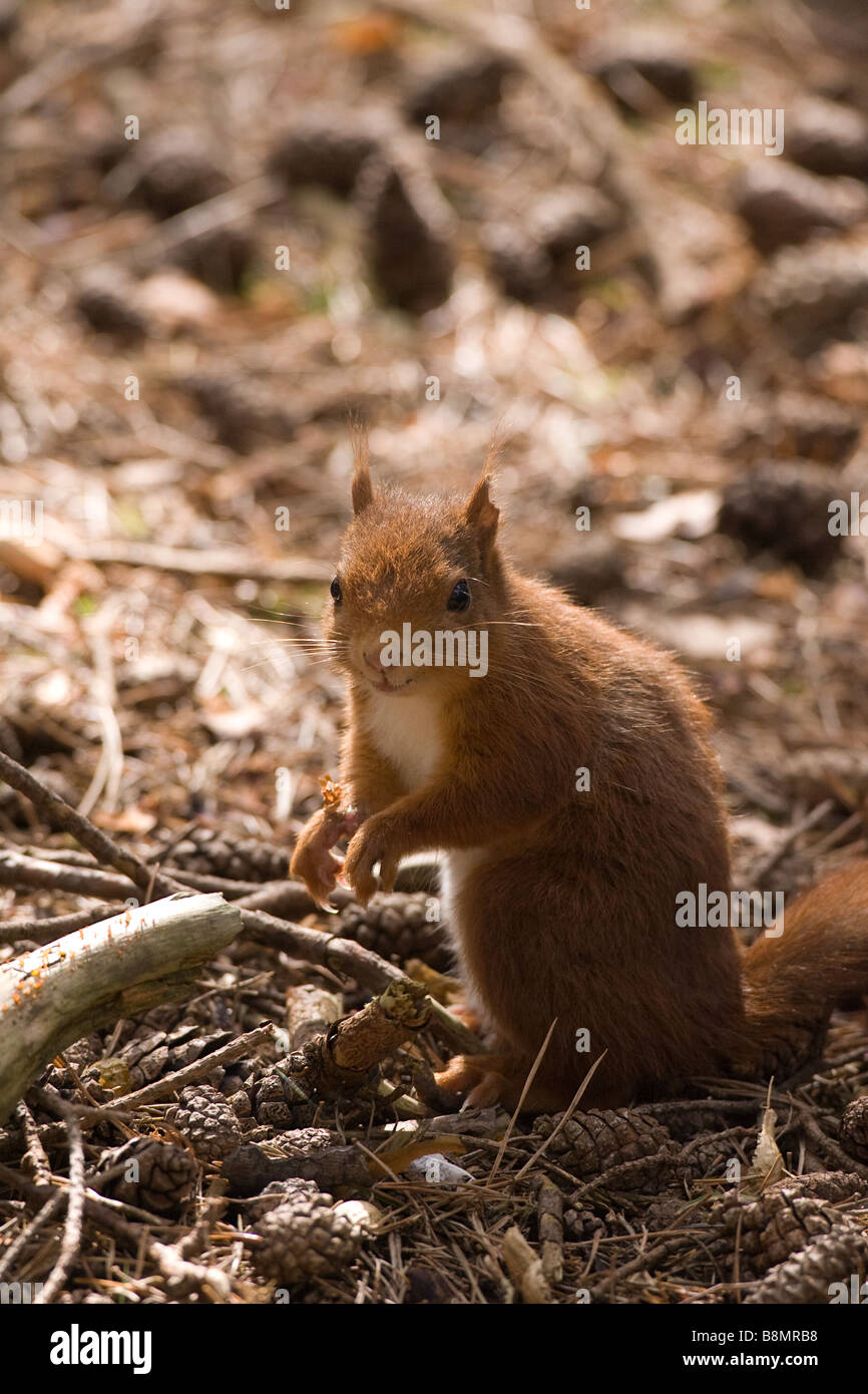 Formby Point Red Squirrel Stock Photo - Alamy