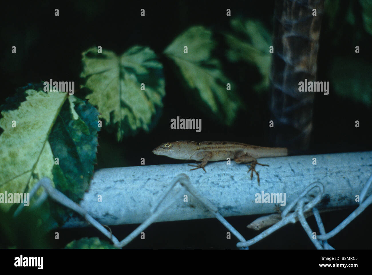Two brown anole lizards, an invasive species, on chainlink fence in ...
