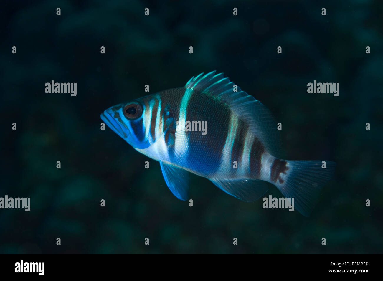 Hamlet fish hi-res stock photography and images - Alamy