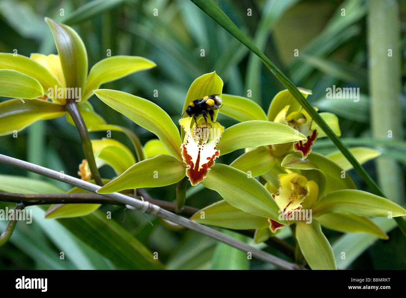Bumblebee pollinating a yellow orchid, Cymbidium, Orchidaceae Stock ...