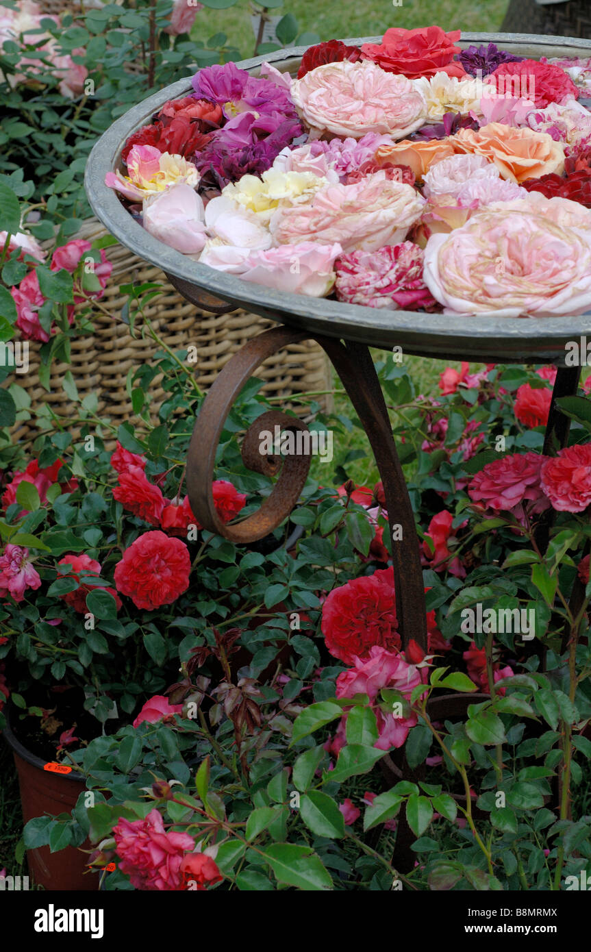 Pink provence rose cabbage rose hi-res stock photography and images - Alamy
