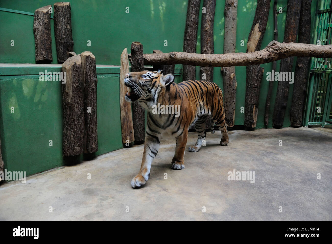 Tiger in Zoo Stock Photo - Alamy