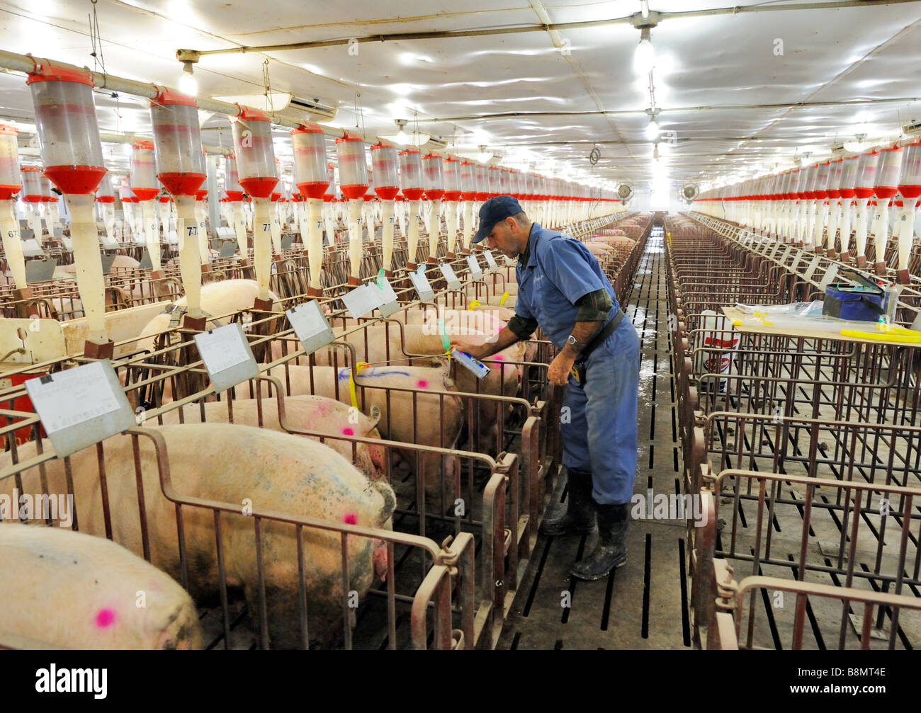 Plentiful breed hi-res stock photography and images - Alamy