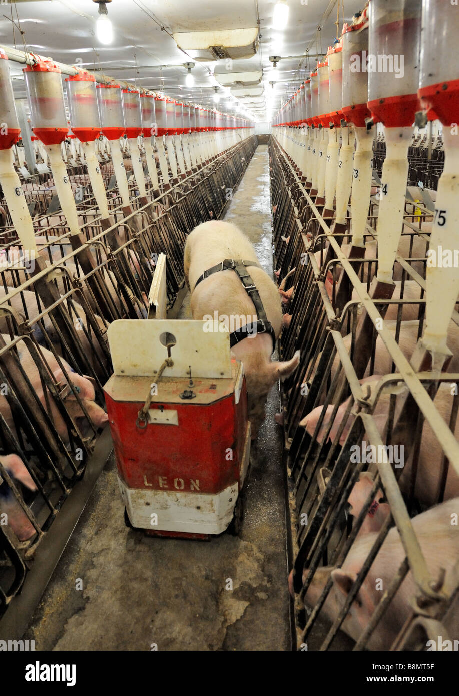 A thriving family owned hog breeding operation in Southern, Ontario ...