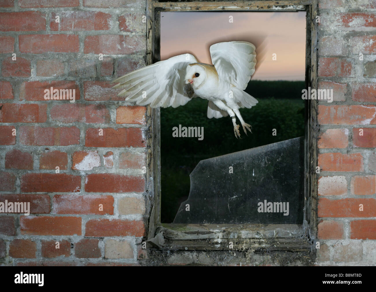 Barn Owl with a vole Flying into the nest Stock Photo - Alamy