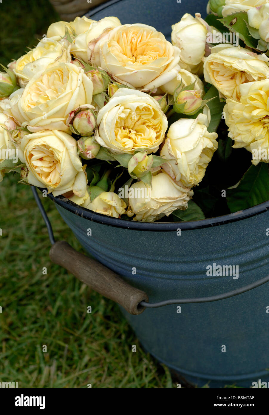 Roses romatic hi-res stock photography and images - Alamy