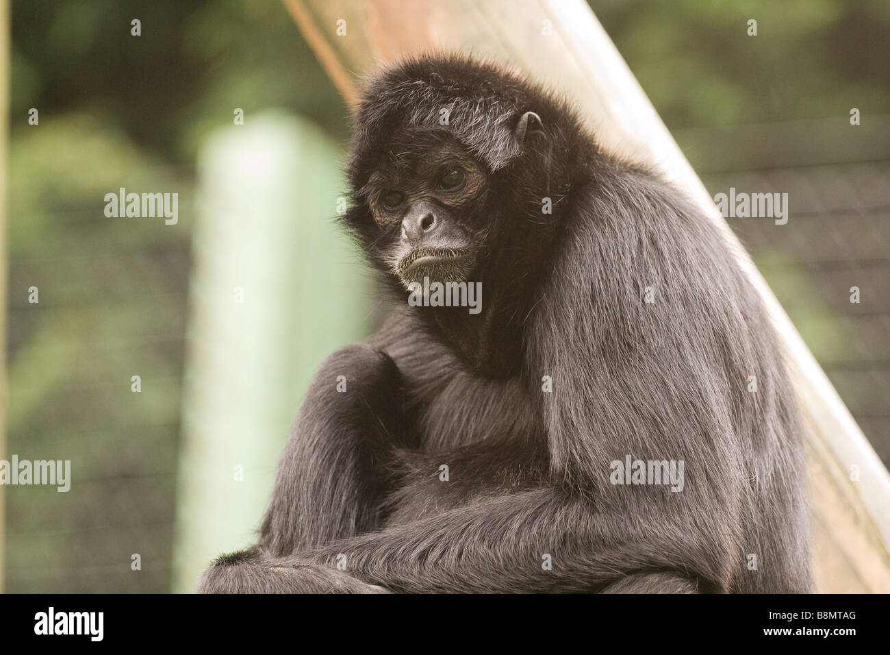 Monkey pensive portrait hi-res stock photography and images - Alamy