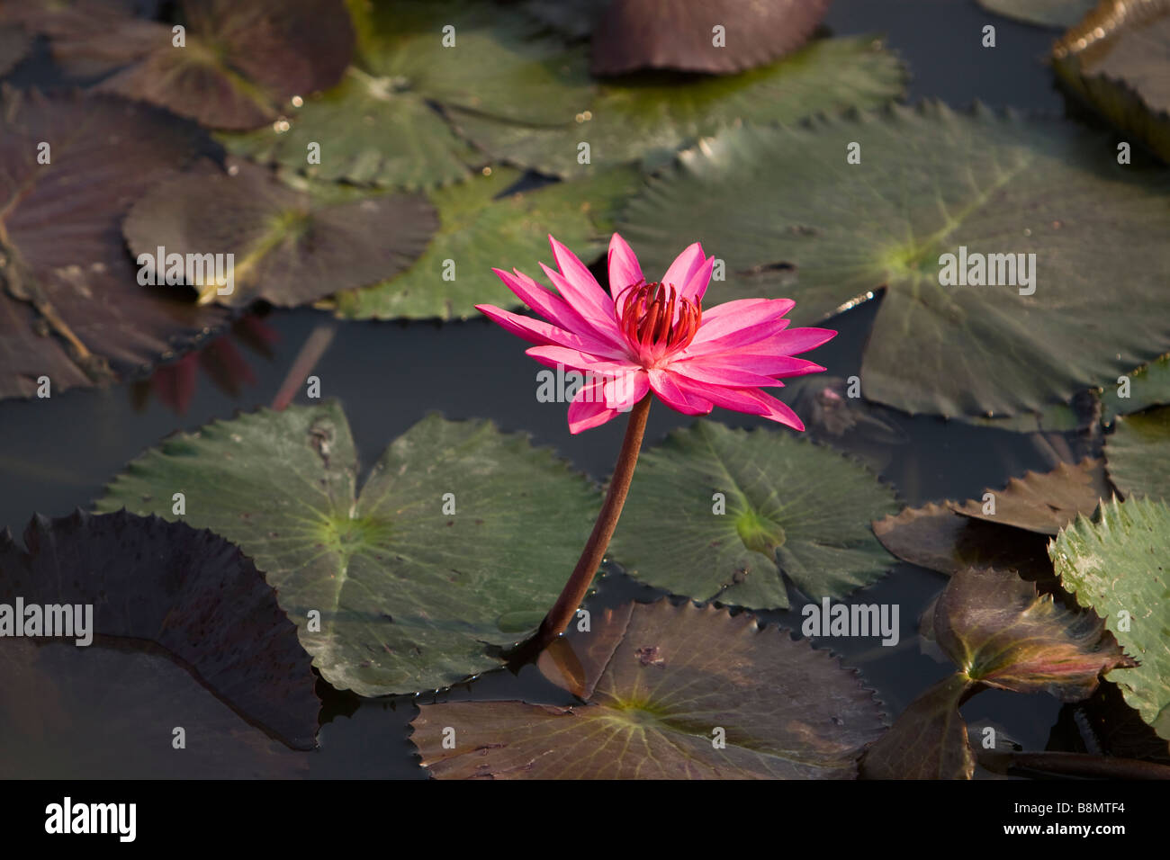 India Andaman and Nicobar Havelock island red water lilly flower in ...