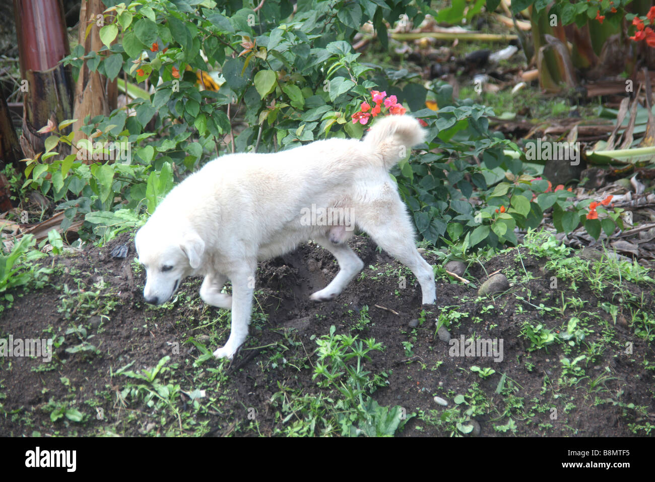 Dog roaming in the woods alone Stock Photo - Alamy