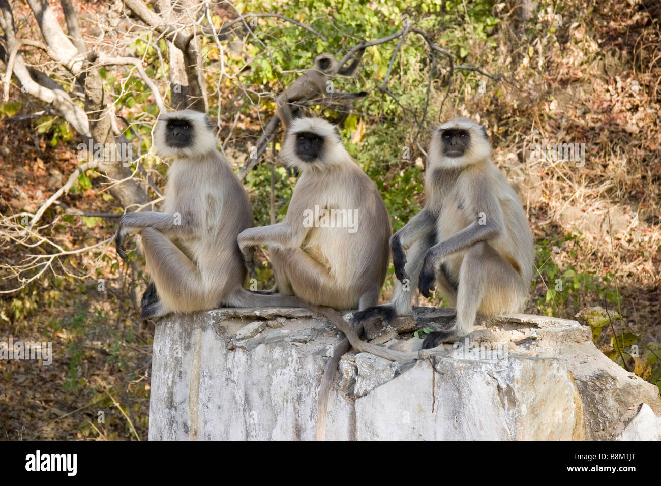 Sitting monkeys hi-res stock photography and images - Alamy