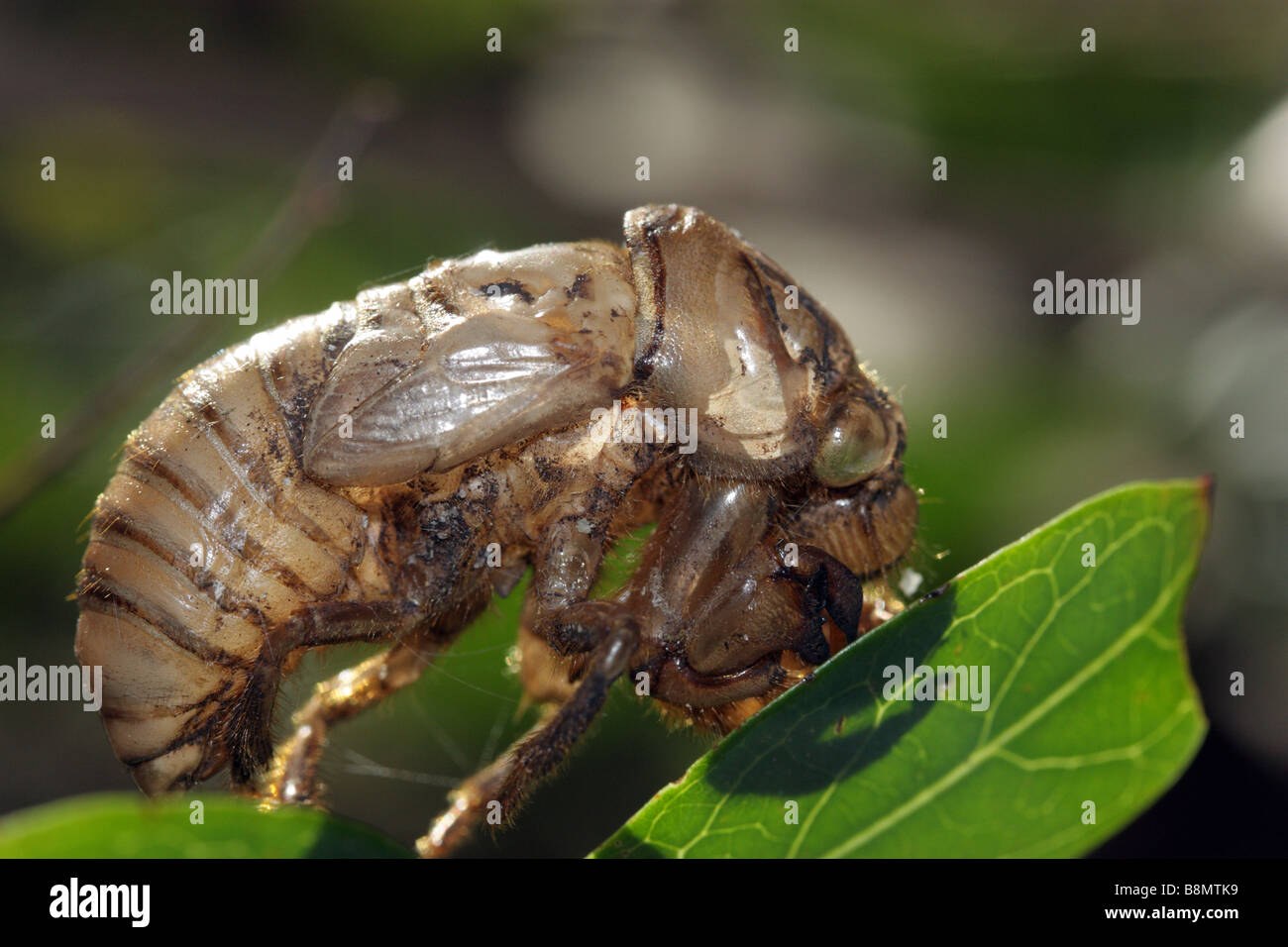 Empty exuvia of a hi-res stock photography and images - Alamy