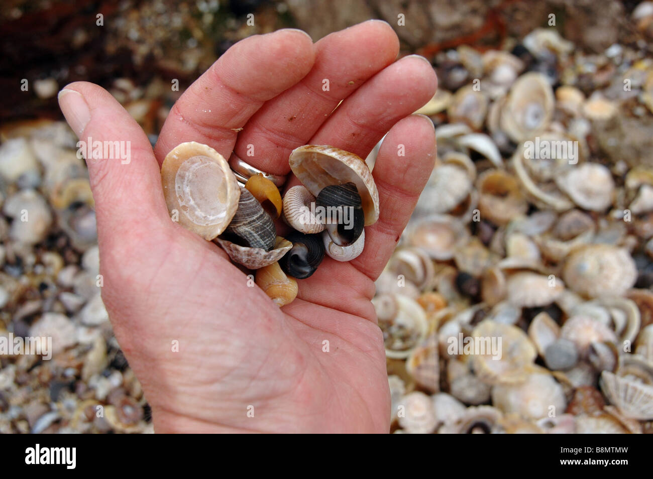 Common british shells hi-res stock photography and images - Alamy