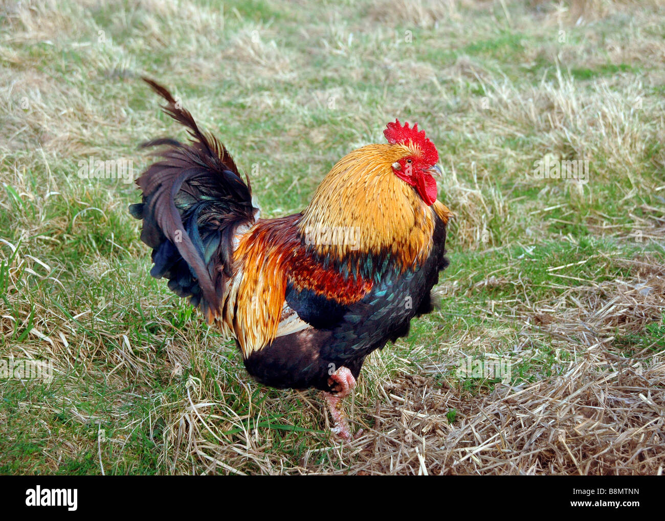 a strutting rooster Stock Photo - Alamy