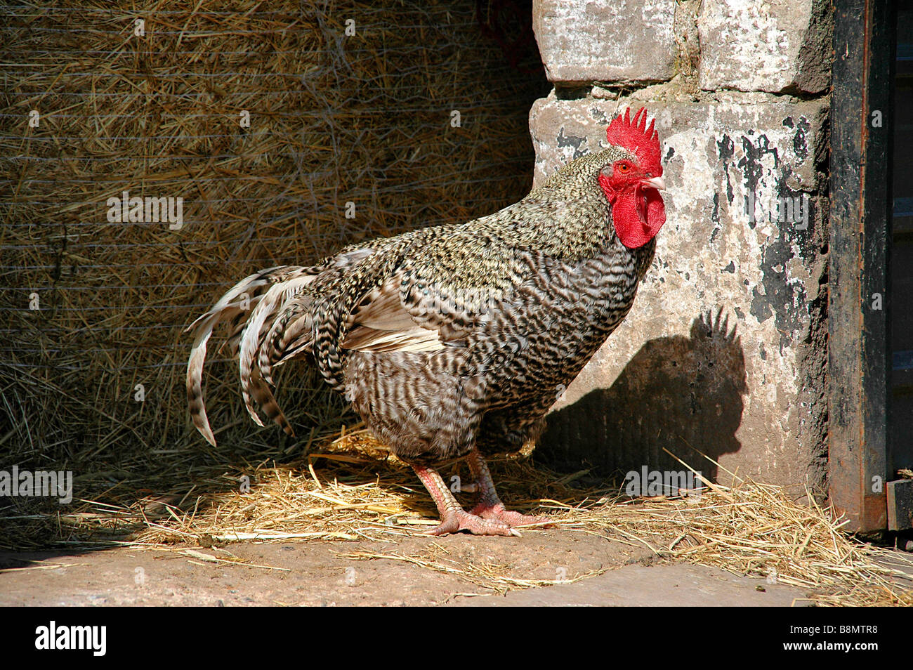 A farm cockerel Stock Photo - Alamy