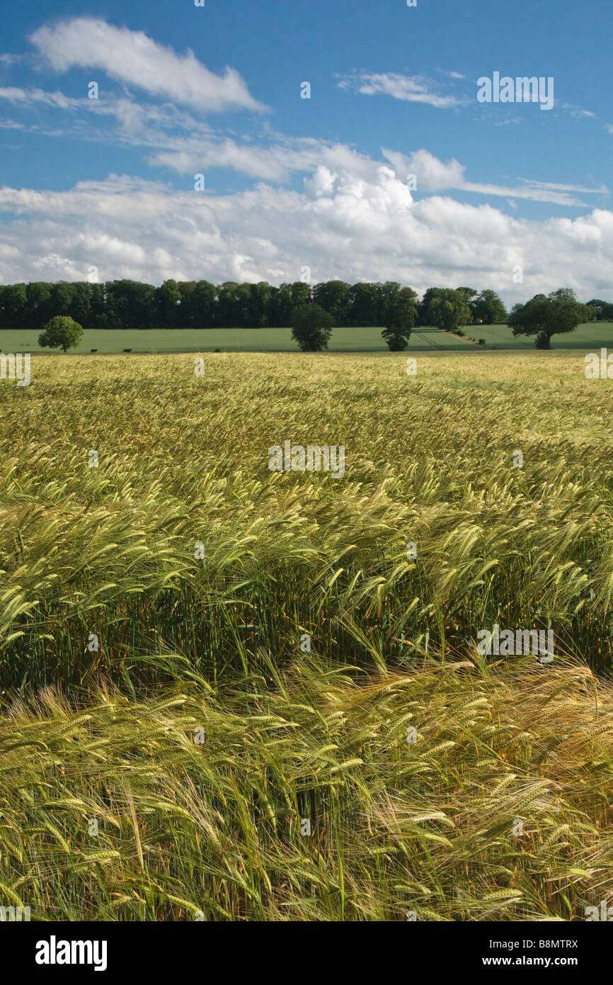 Barley Field near Beverley, East Yorkshire, England, UK Stock Photo - Alamy