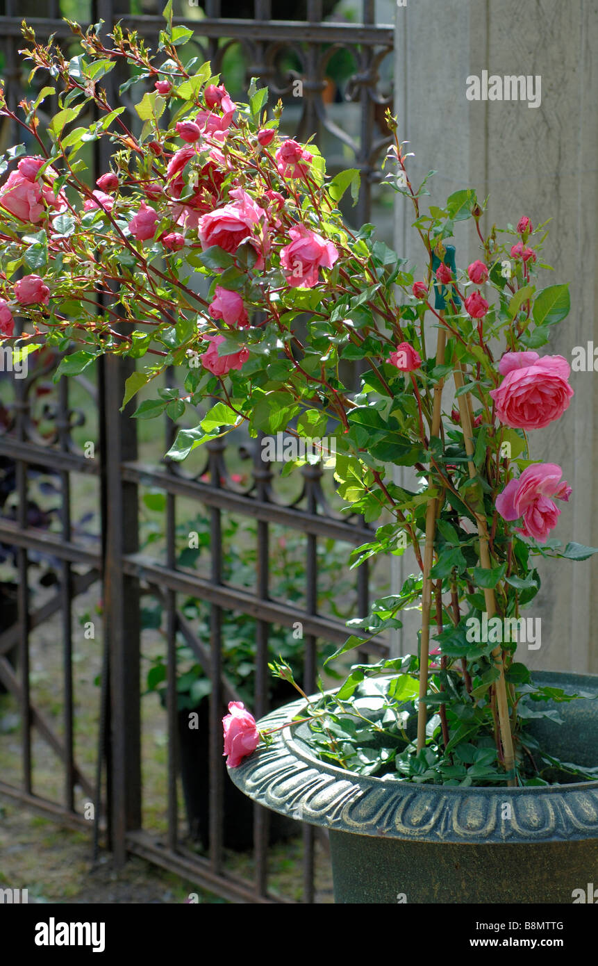 Roses romatic hi-res stock photography and images - Alamy
