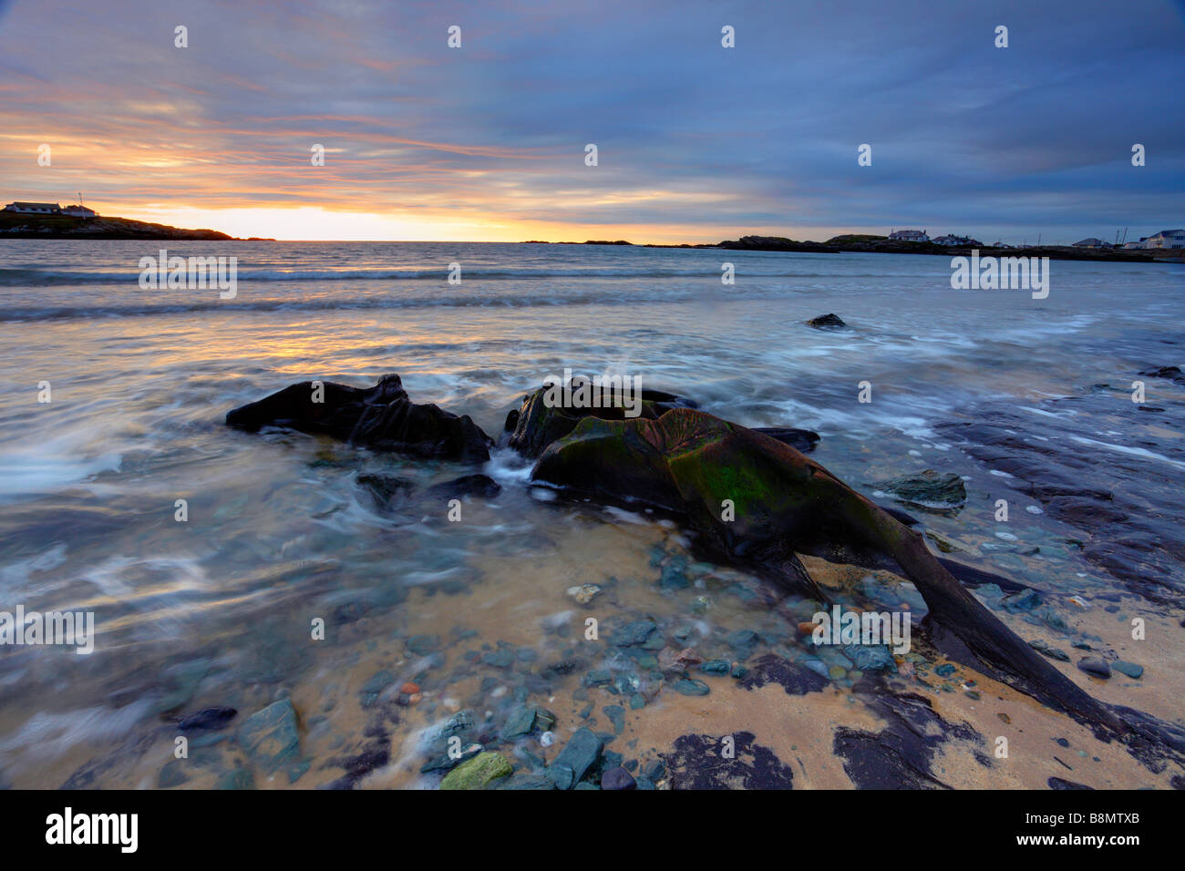 coast sea roots tree beach Stock Photo - Alamy