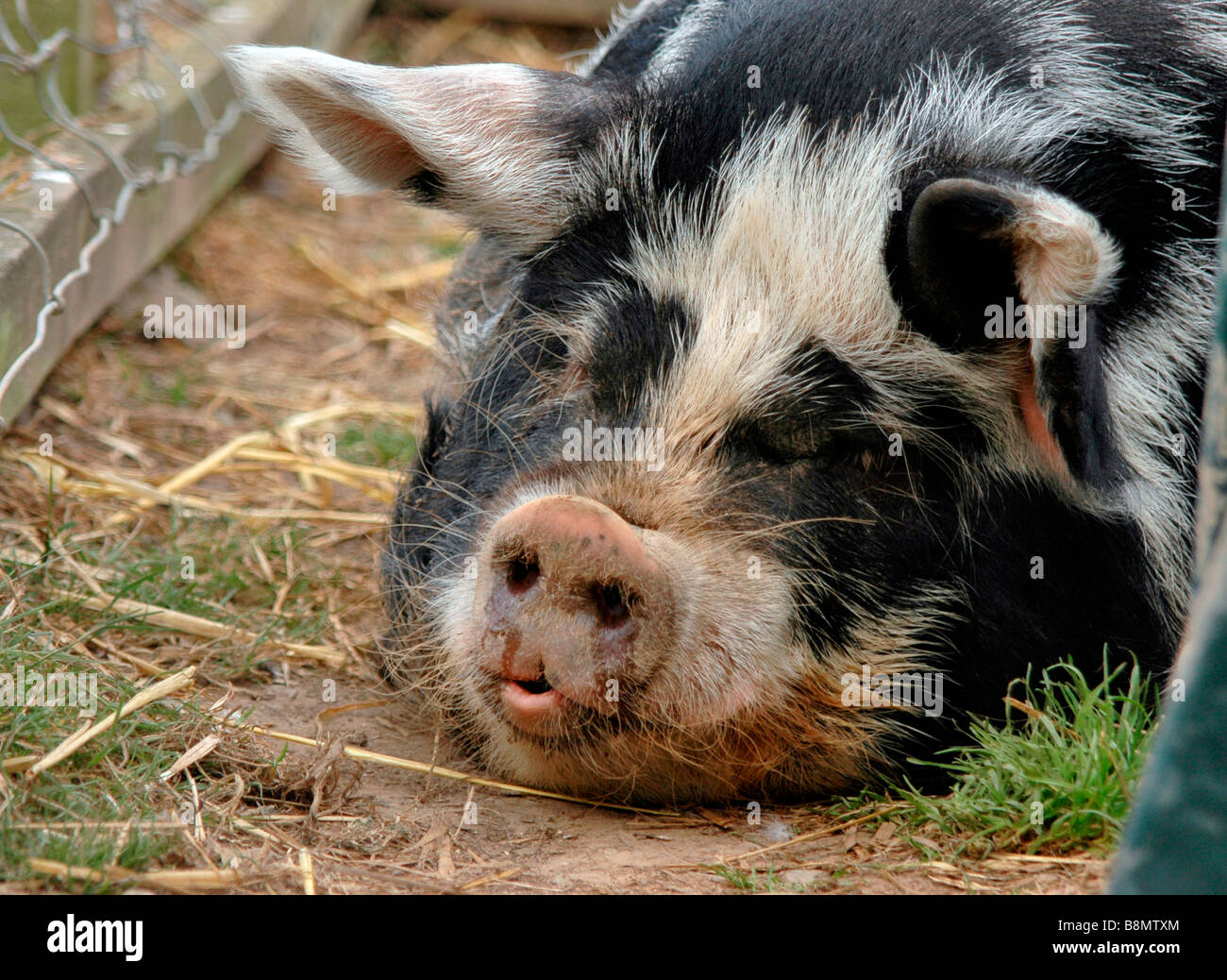 Black sleeping pig hi-res stock photography and images - Alamy