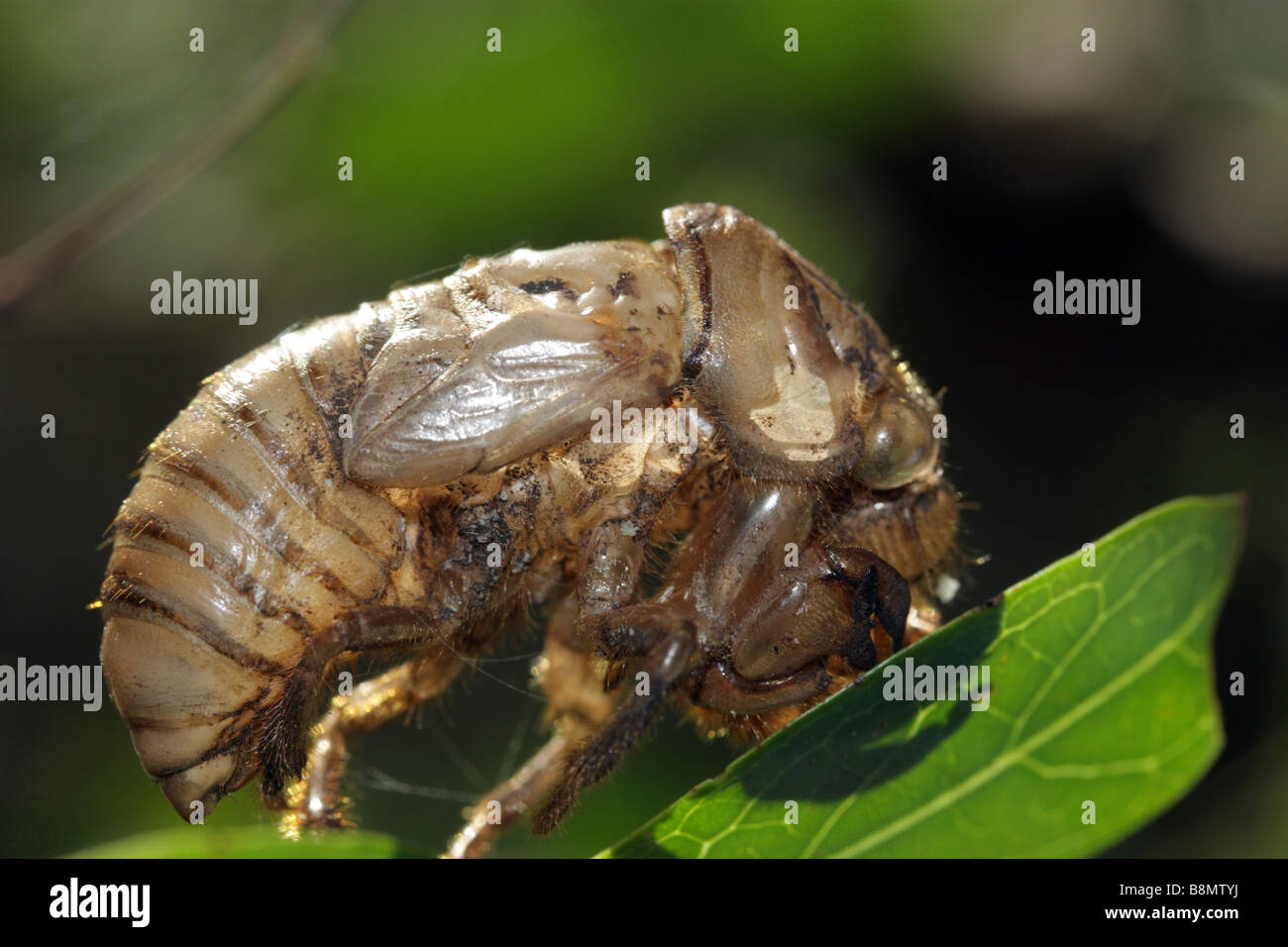 close up of a discarded cicada shell BDa11429 Stock Photo - Alamy