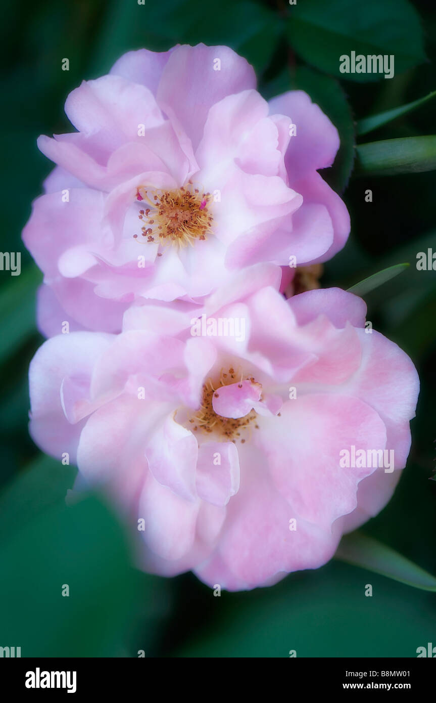 Light Pink Rose Flower Duo Stock Photo - Alamy