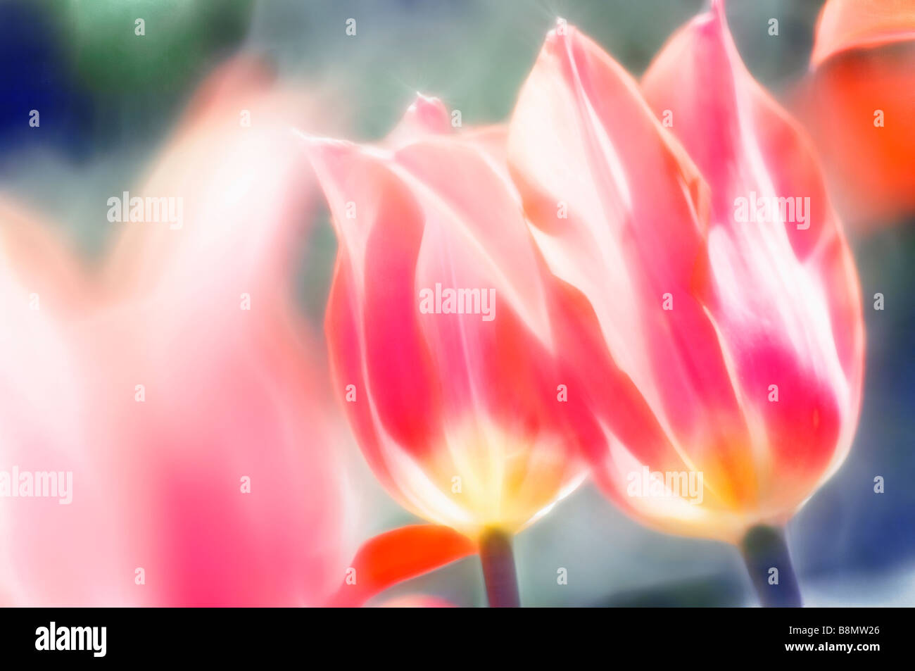 Floral duo hi-res stock photography and images - Alamy