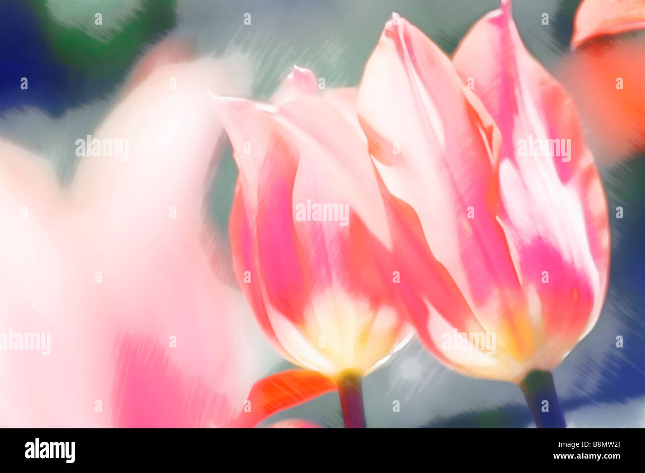 Duo of tulips hi-res stock photography and images - Alamy