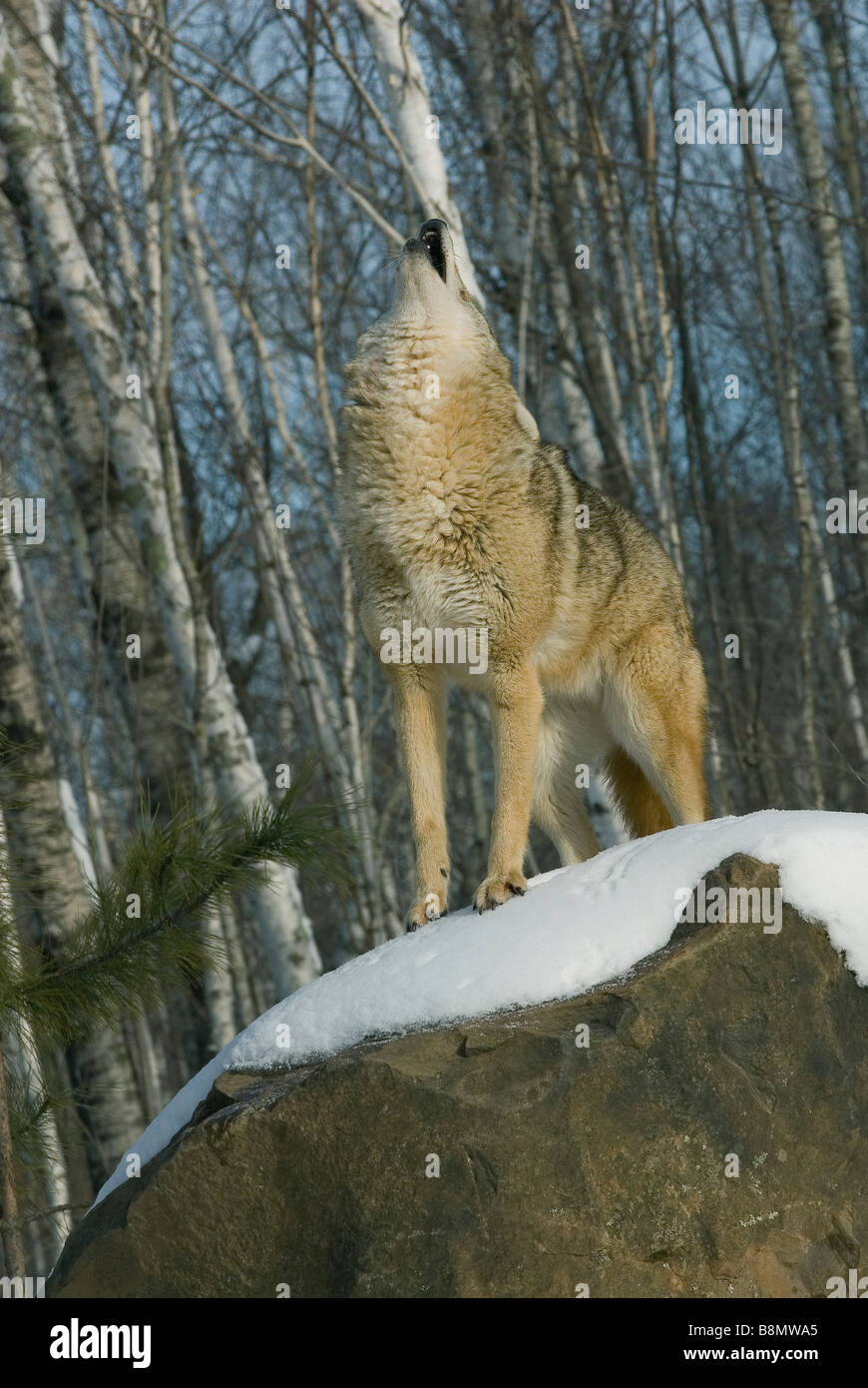 Coyote howling Canis latrans North America, by Dominique Braud ...