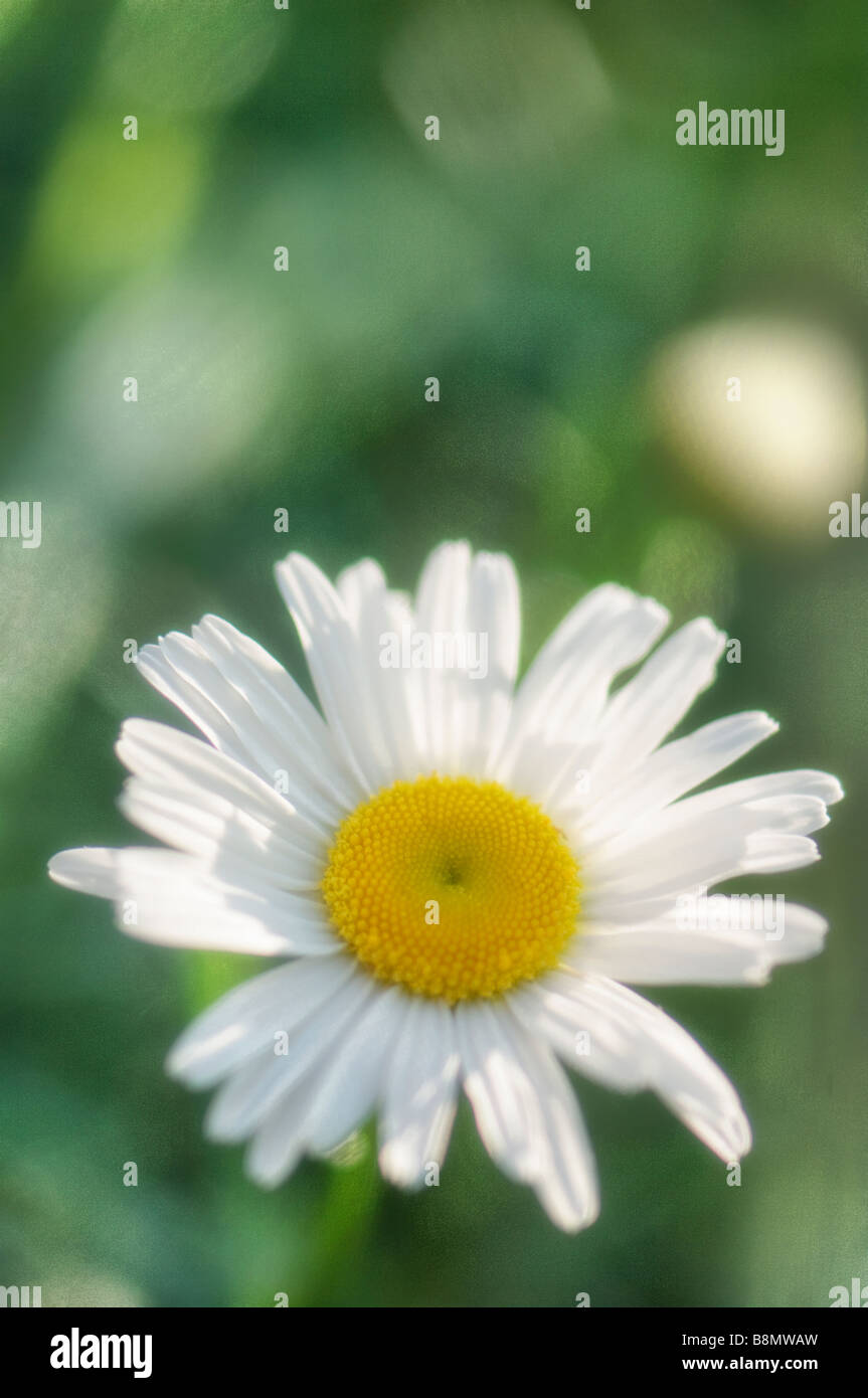 White Shasta Daisy Flower Stock Photo - Alamy