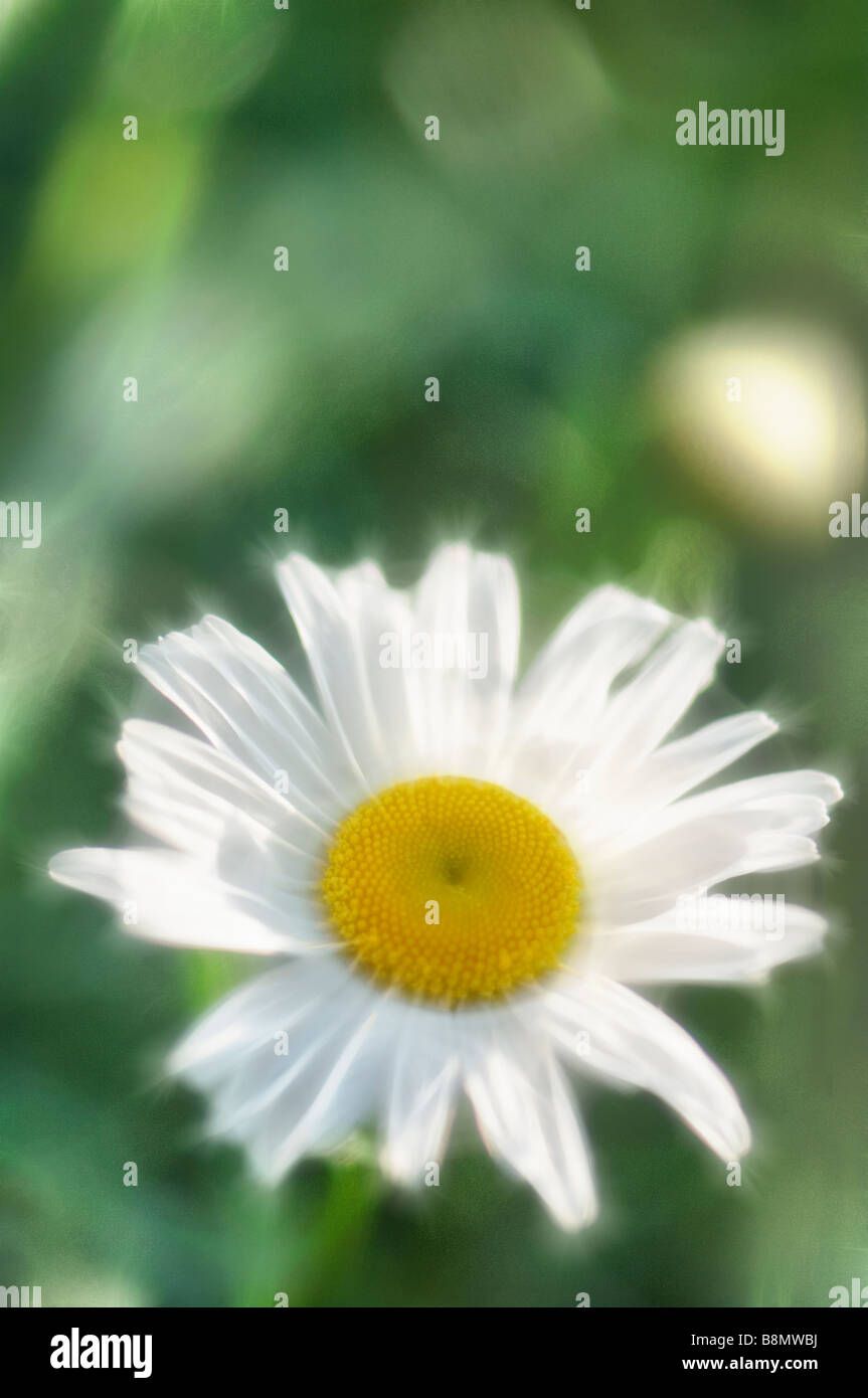 Shasta daisy leaves hi-res stock photography and images - Alamy